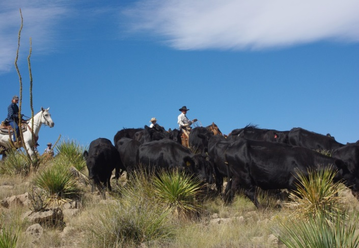 Ranch Holiday in USA and Canada